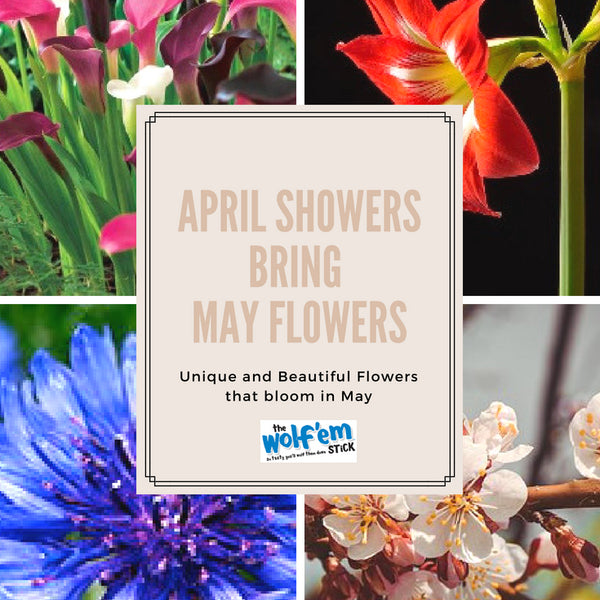 What Flowers Bloom In May | Best Flower Site